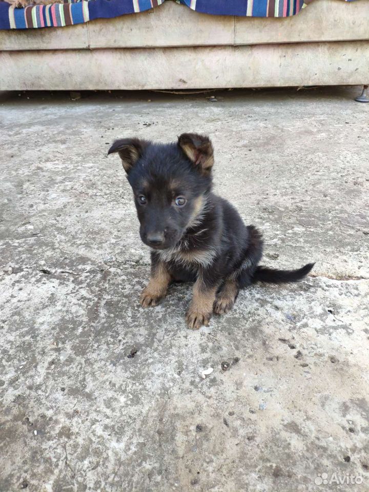 Немецкая овчарка