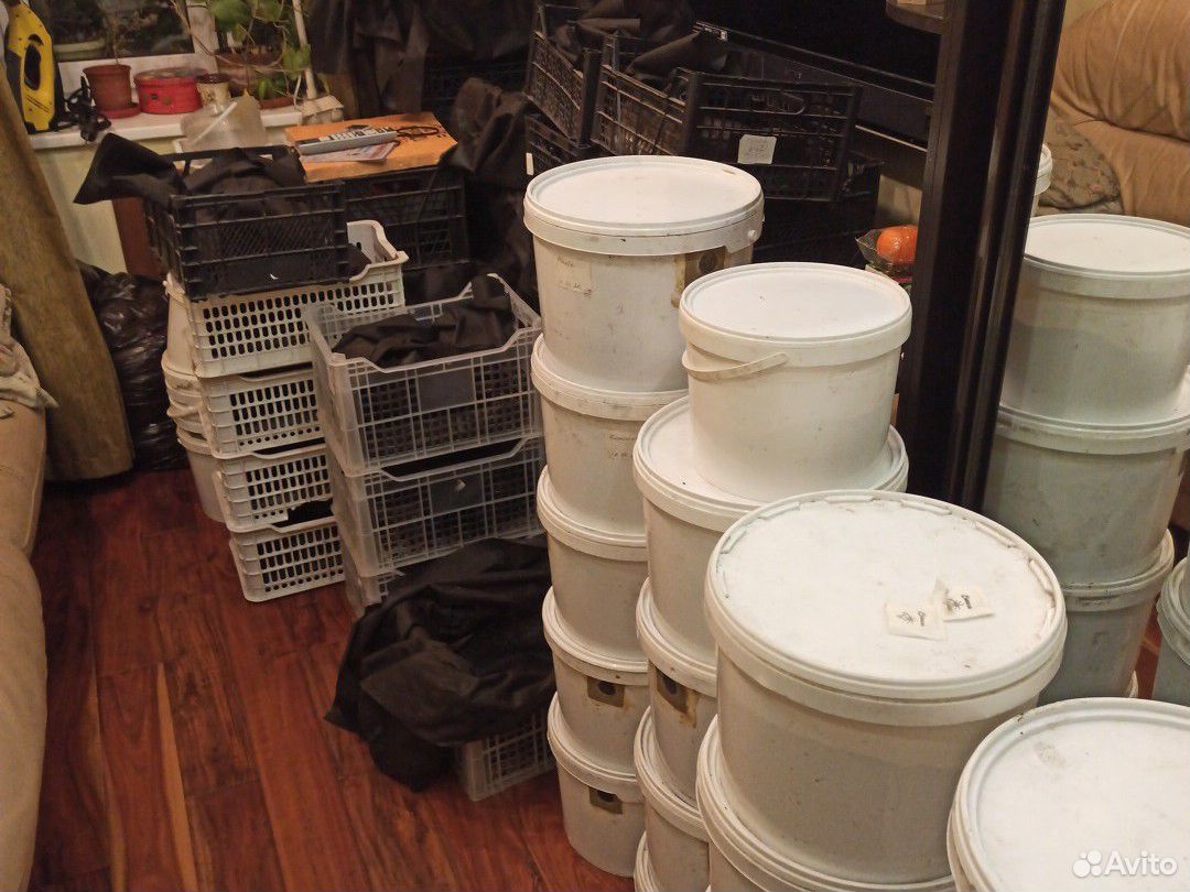 Ферма дендробена, рыбаловные черви