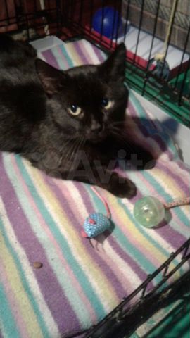 Ищет дом ласковый и милый котик Мотя