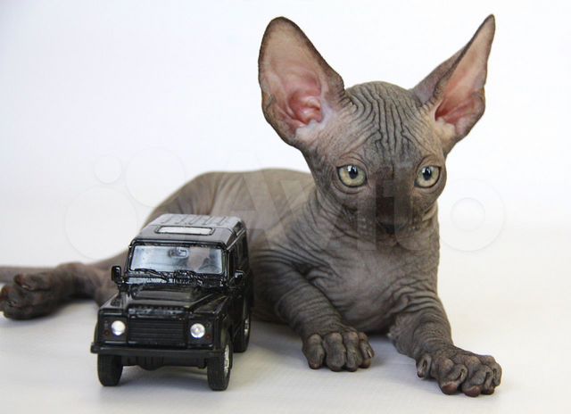 Урррмас - жгучий брюнет)