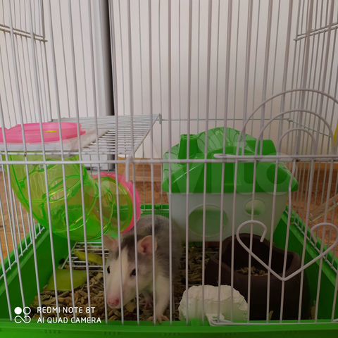 Крыса дамбо с клеткой