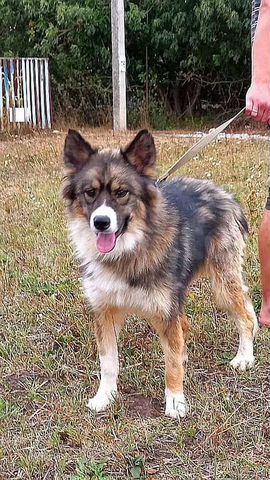 Собака Юна в добрые руки