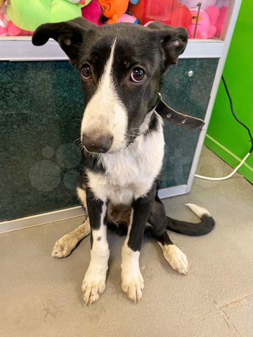 Щенок Чарли 5 мес ищет дом