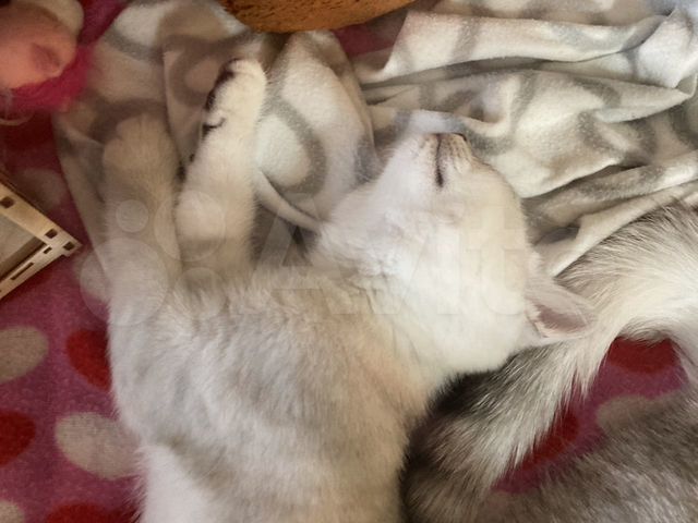 Котята в добрые руки девочки