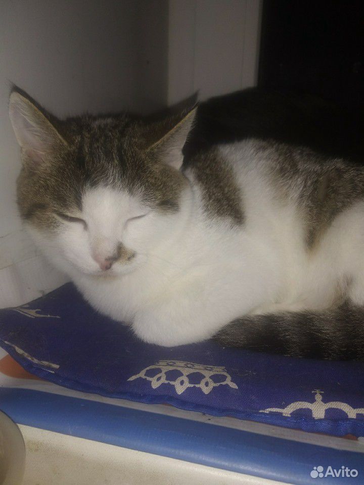 Котик Компотик в добрые руки