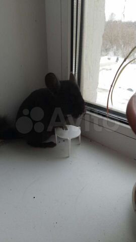 Шиншилла мальчик