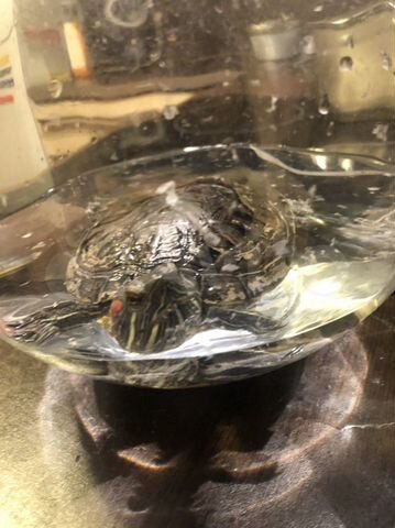 Красноухая черепаха