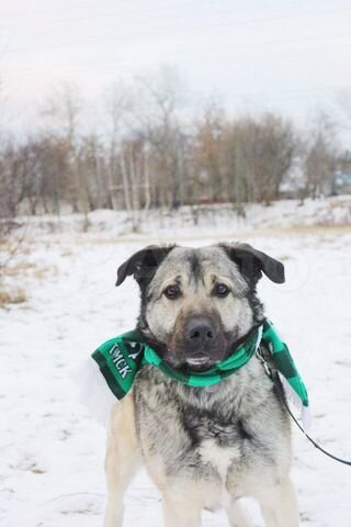 Отдам в хорошие руки, ласковый Боцман