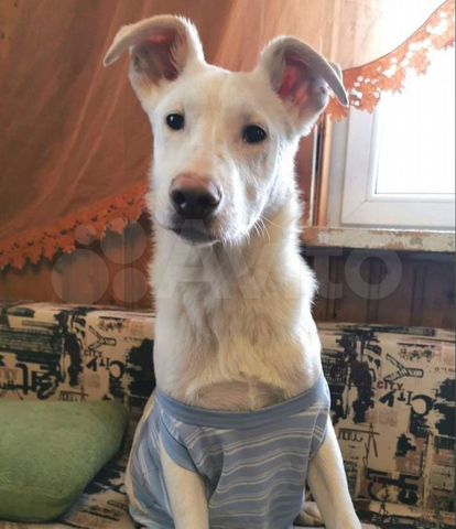 Щенки 5мес Амурчик и Купидон