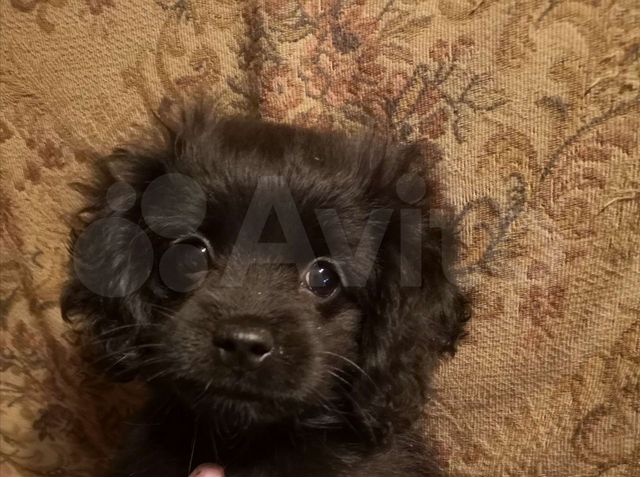 Кокер спаниель