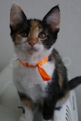 Котята с большими ушами, почти кролики