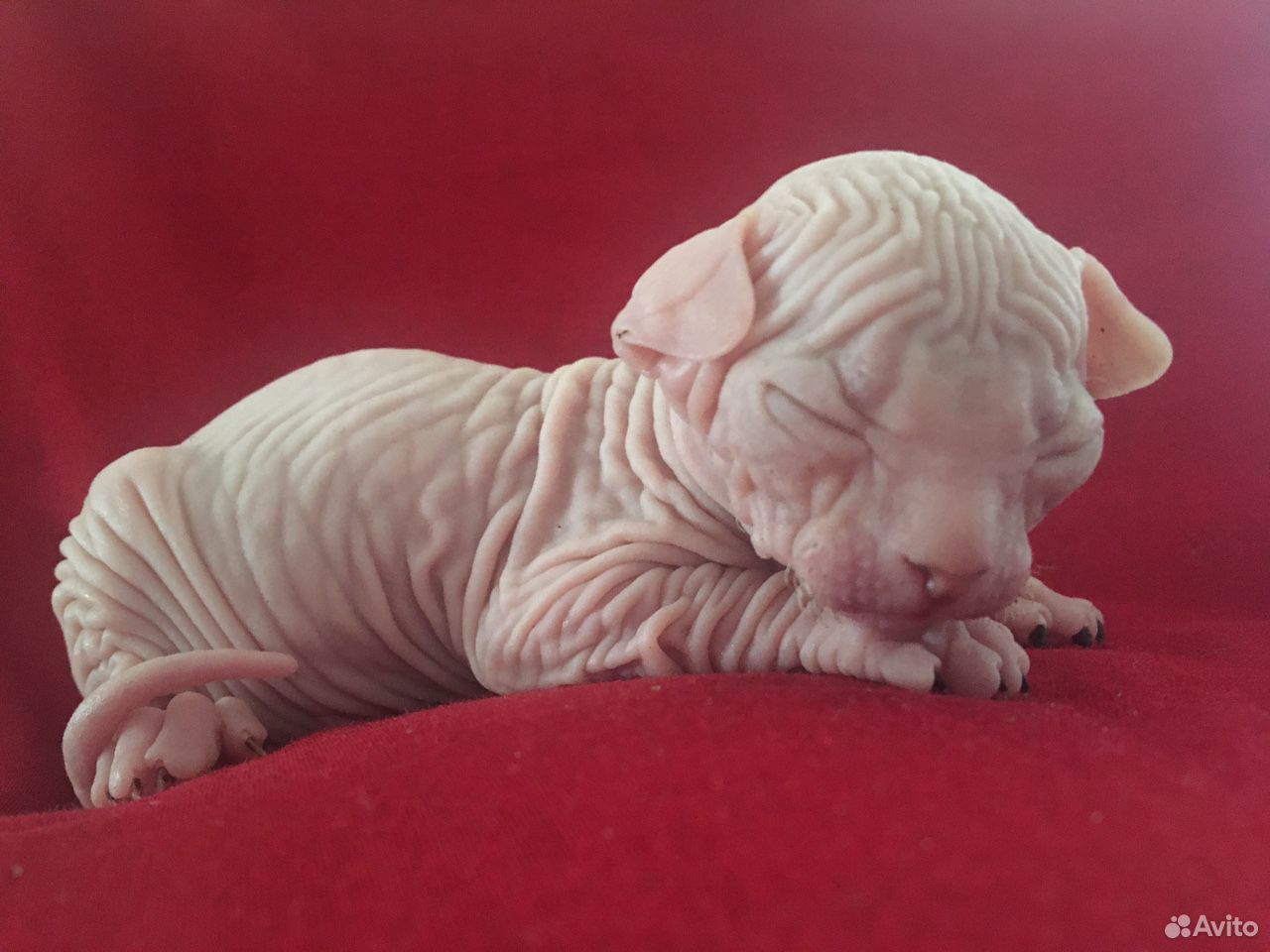 Белый, голубоглазый мальчик