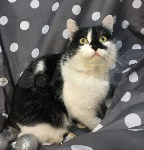 Кошка Луна в добрые руки