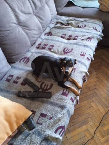 Вязка цвергпинчера девочка