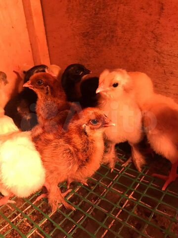 Цыплята мясо-яичных пород