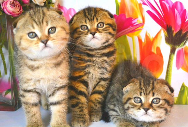 Котята тигрята, плюшевые, Шотландские Лапусики