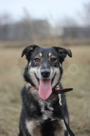 Боня добрый пёс