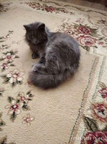 Сержик ищет дом