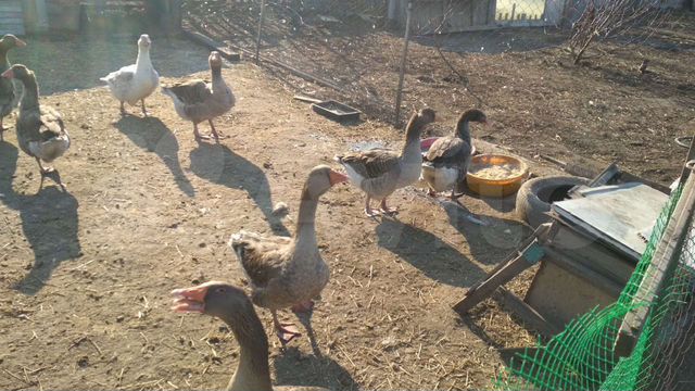 Гуси и индоутки