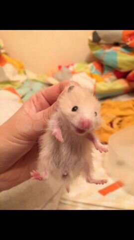 Отдаем хомячков