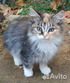 Котенок в добрые руки
