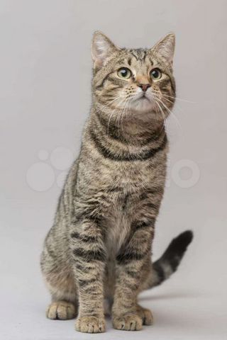 Котик Оскар