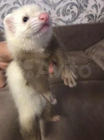 Продаю Хорька