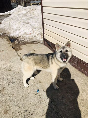 Смесь немецкой овчарки и лайки