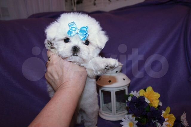Красавчик - мальчик мальтезе 2 мес