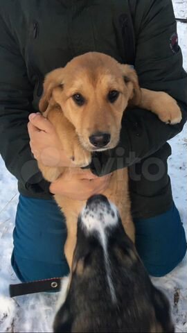 Щенок, 3 мес, в дар