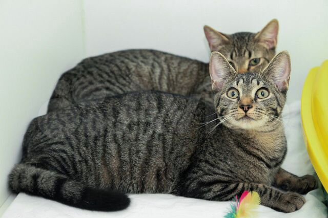 Чудесная игривая девочка Лизонька 11 мес ищет дом