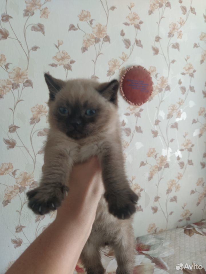 Британский котёнок, колор поинт