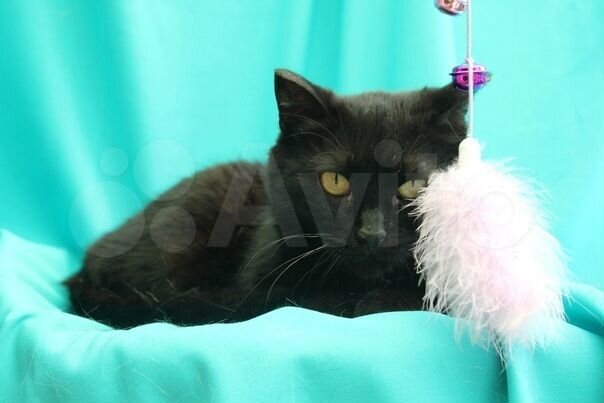 Кошка Марго