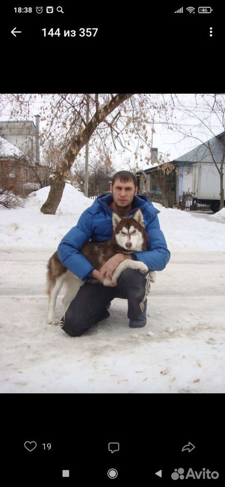 Хаски мальчик 6 лет в очень добрые руки