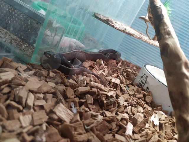 Змея нигрита