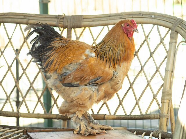 Молодой петух Брама Палевая