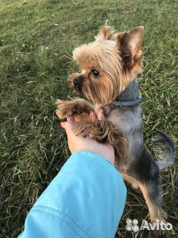 Йоркширский терьер