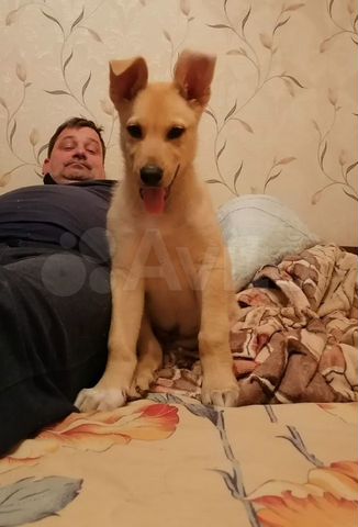 Щенок 3 месяца отдается. Крым