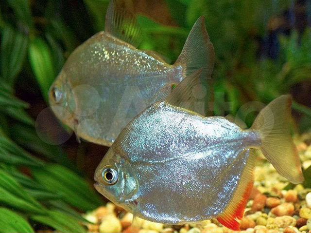 Рыба Доллар Метиннис Отдам