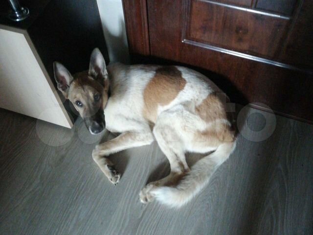 Продам собаку заподно - сибирская лайка