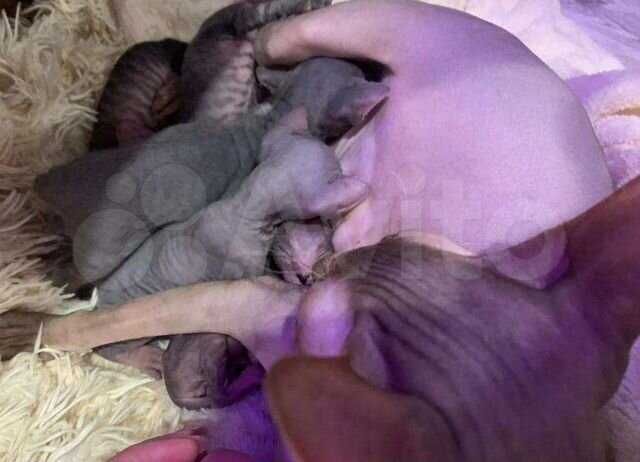 Донской сфинкс котята