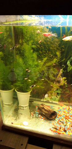 Роголистник