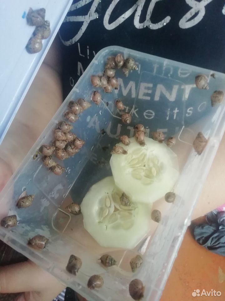 Улитка ахитины