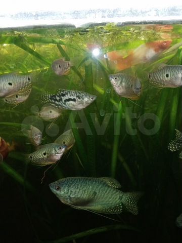 Голубой Гурами