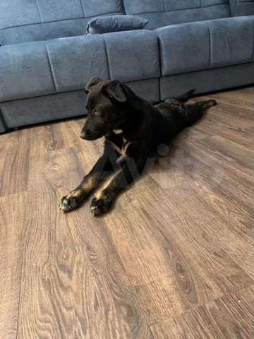 Отдам в добрые руки