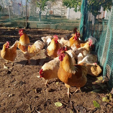 Мини мясные палевые куры