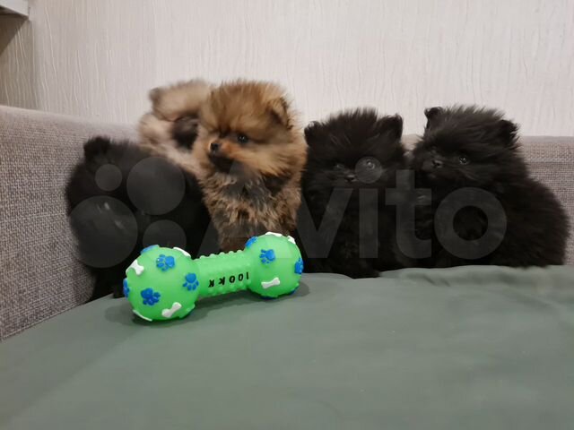 Померанкий шпиц