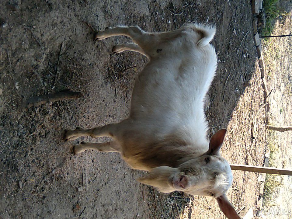 Козел