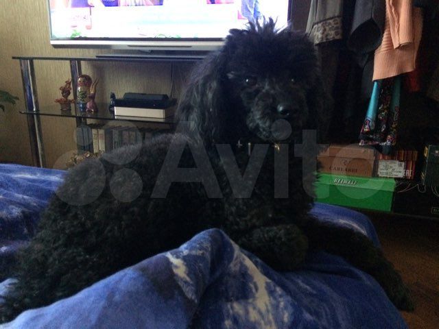 Карликовый пудель вязка