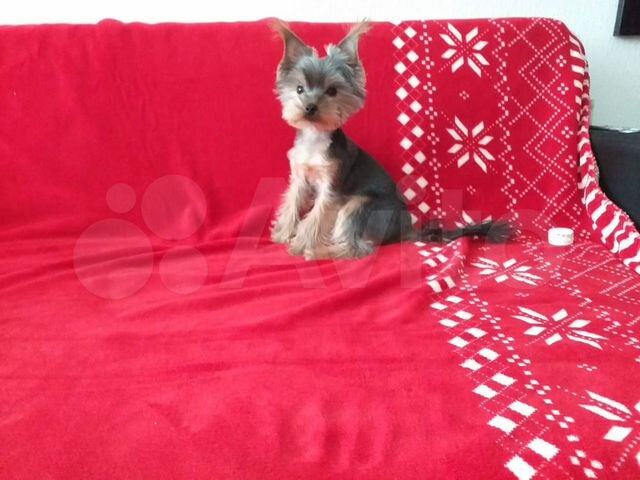 Продаётся щенок йорка